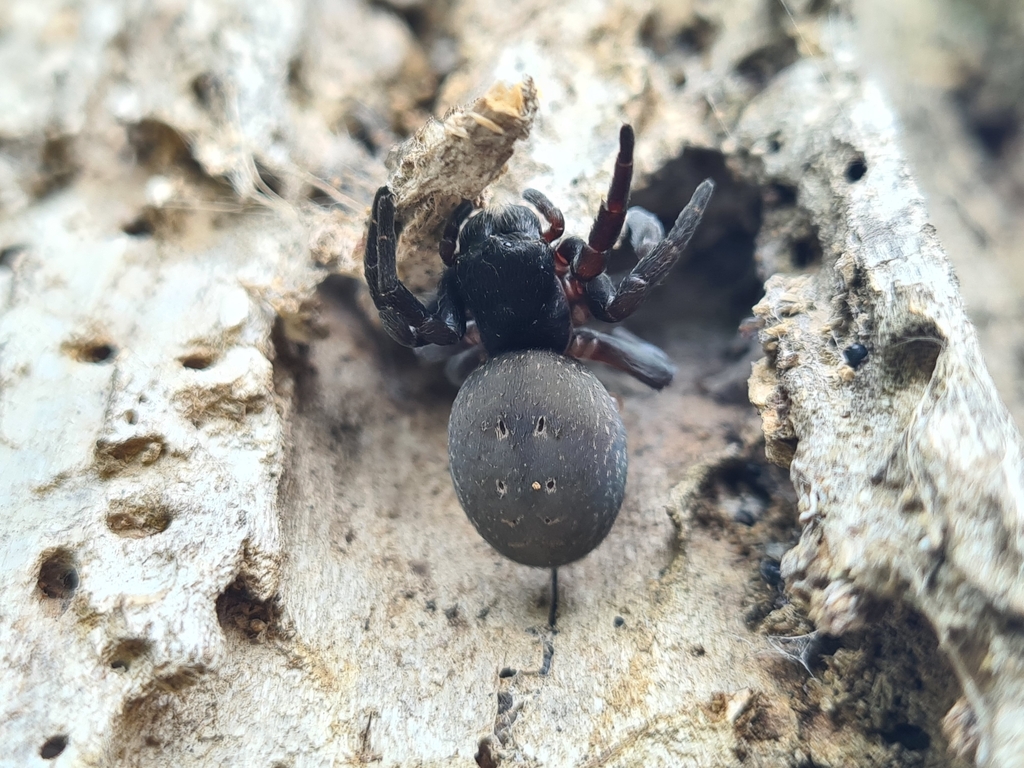 Tree Velvet Spiders from Ingwe Local Municipality, South Africa on ...