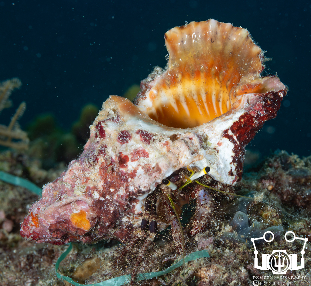 Hairy Red Hermit Crab from Cordova, Cebu, Philippines on December 29 ...