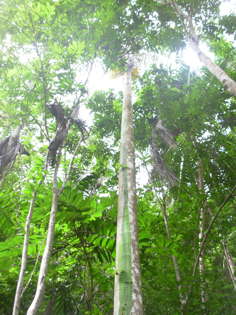 Roystonea violacea (Violet Royal Palm): A comprehensive Growing Guide ...