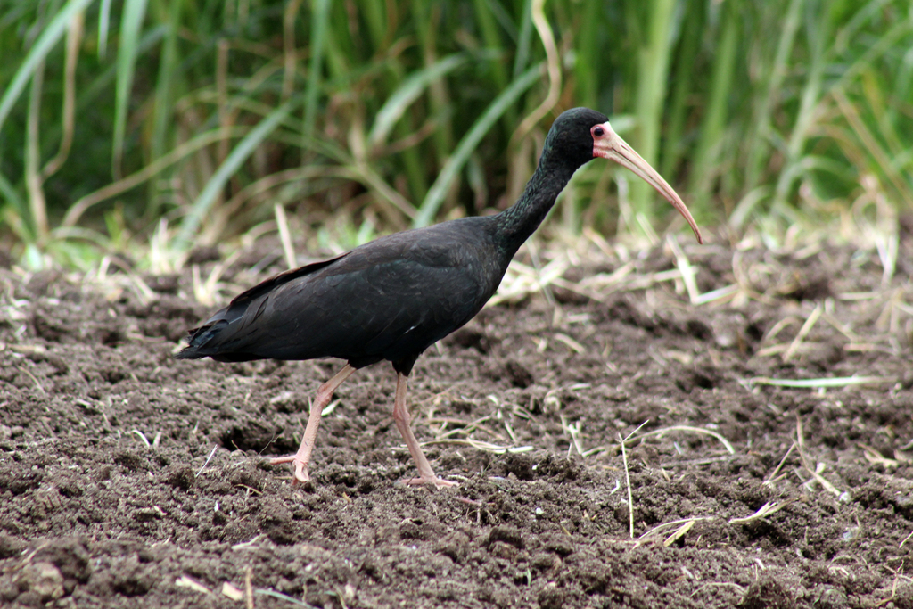 Bare-faced Ibis from Ilhota - SC, Brasil on December 29, 2023 at 11:04 ...