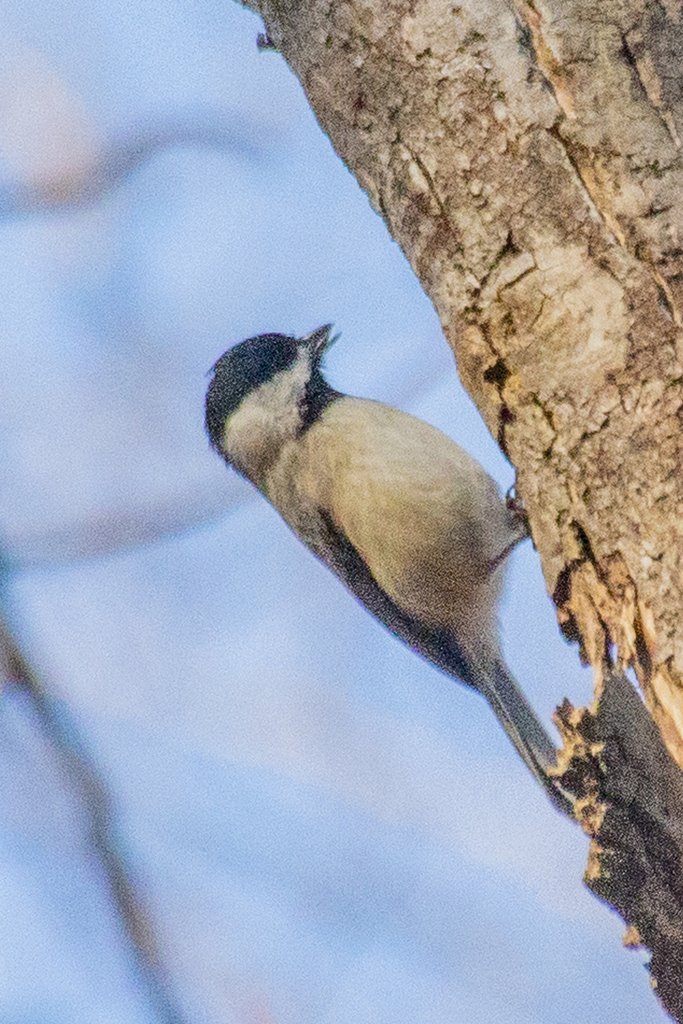 Carolina Chickadee from Oak Hill, VA 20171, USA on December 21, 2023 at ...