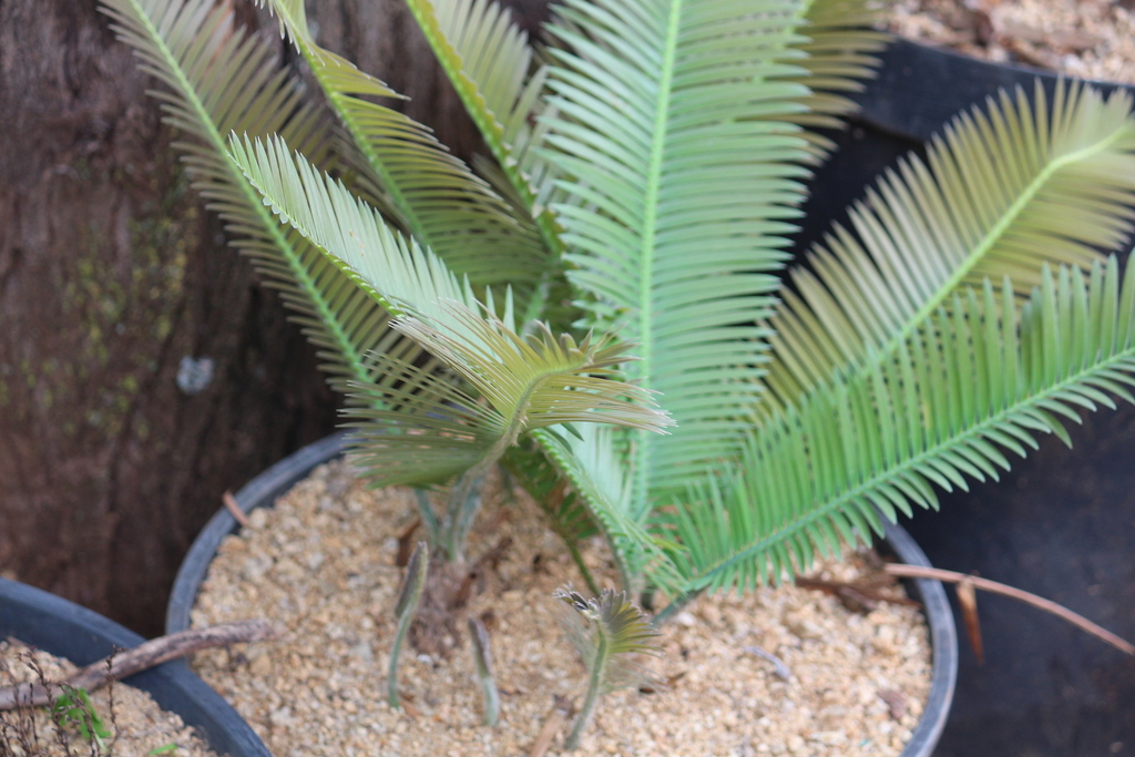 Chestnut Dioon in December 2023 by Kyle Campbell · iNaturalist