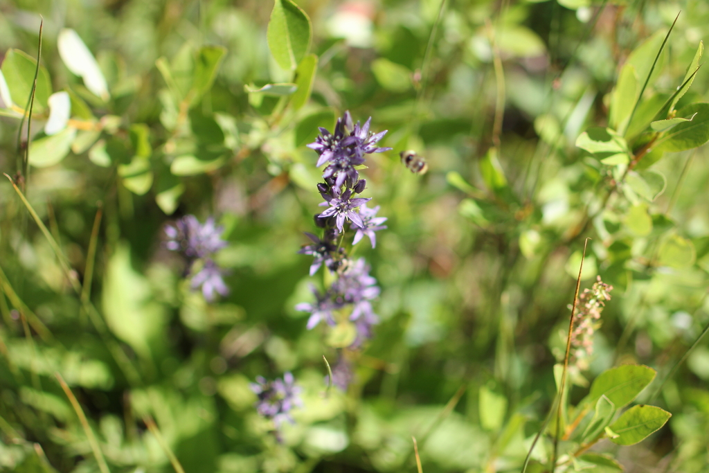felwort from Clear Creek County, CO, USA on August 13, 2016 at 11:08 AM ...