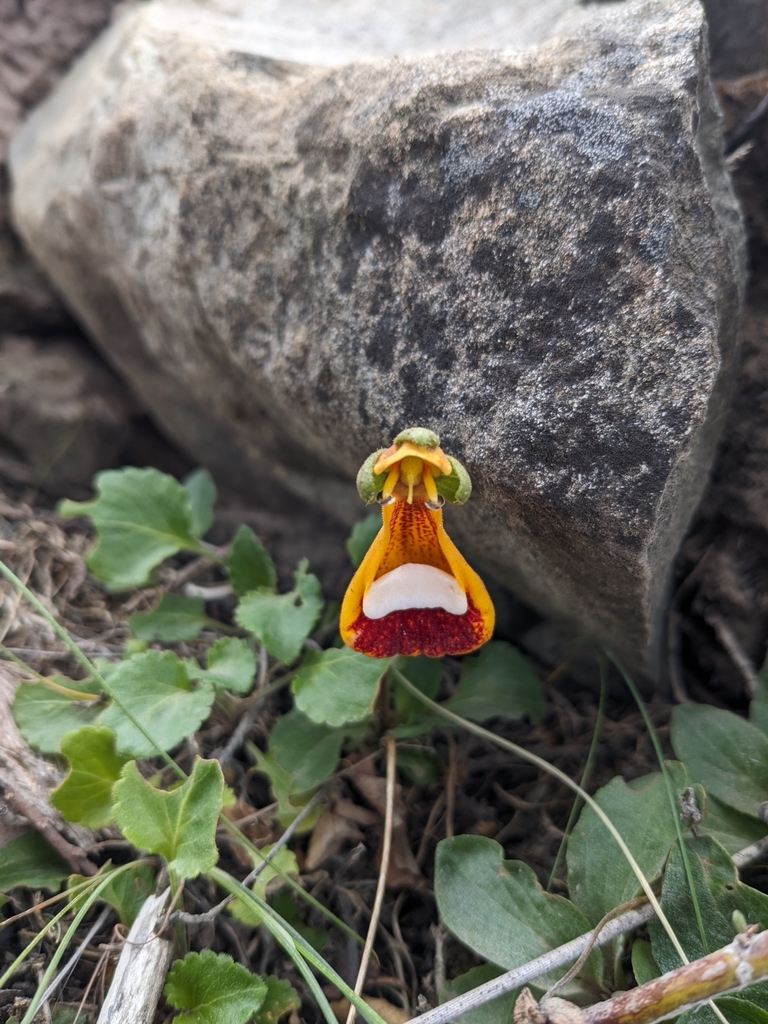 Darwin's Slipper from Torres del Paine, CL-AI-CP, CL-MA, CL on December ...
