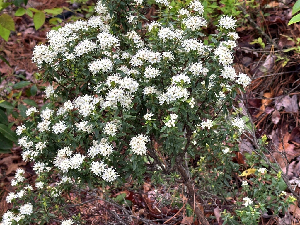 sand myrtle from Burke County, NC, USA on April 30, 2023 at 01:10 PM by ...