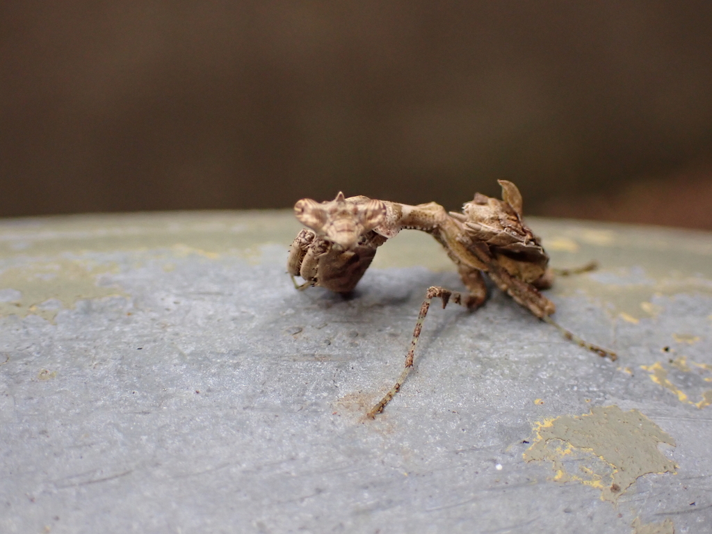 Japanese Boxer Mantis from 香港 on December 30, 2023 at 11:52 AM by ...