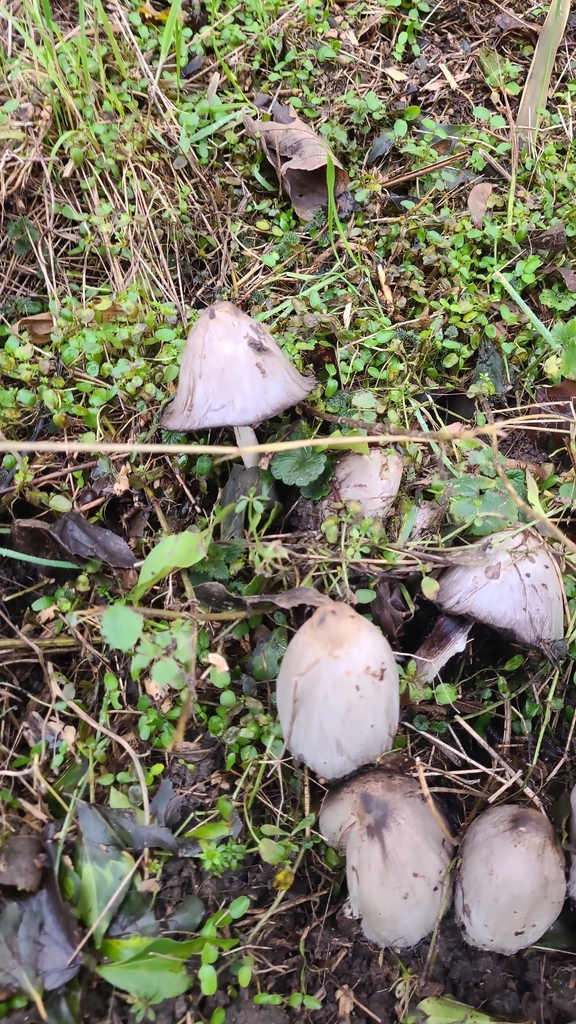 Common Ink Cap from Tournai on December 30, 2023 at 03:12 PM by ...
