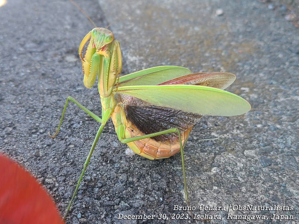 Chinese Mantis from Sannomiya, Isehara, Kanagawa 259-1103, Japão on ...