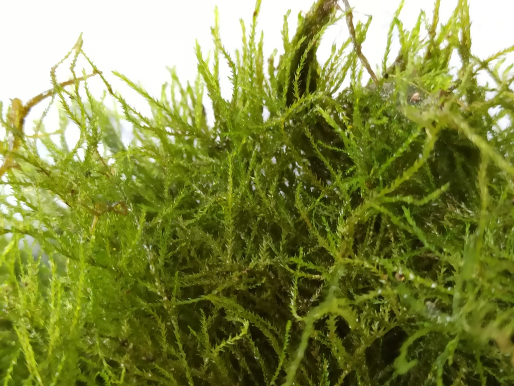 tangled thread moss from Бар, Црна Гора on December 28, 2023 at 03:26 ...