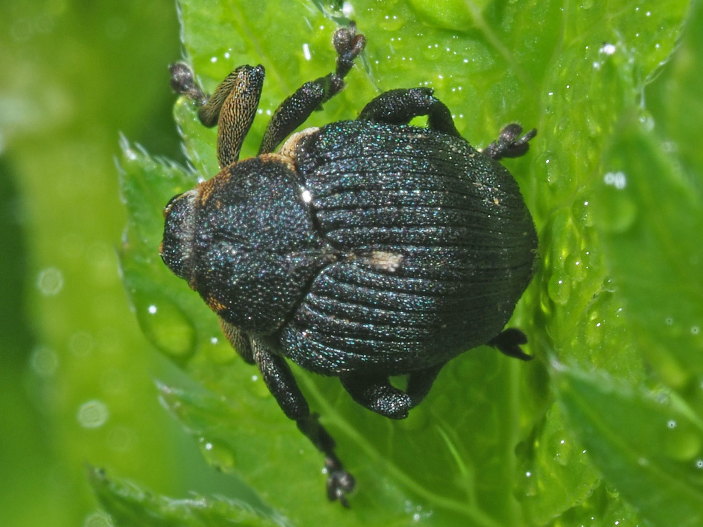 Iris weevil from Canfranc-Estación Nord, Huesca, Spanien on June 11 ...
