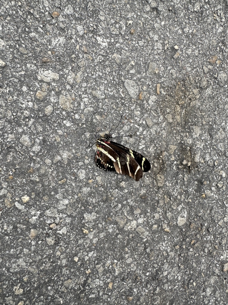 Zebra Longwing from Miami-Dade County, FL, USA on December 29, 2023 at ...