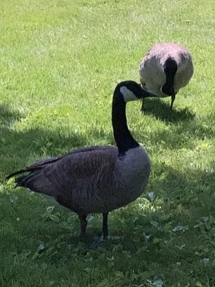 Observations by segmeger · iNaturalist