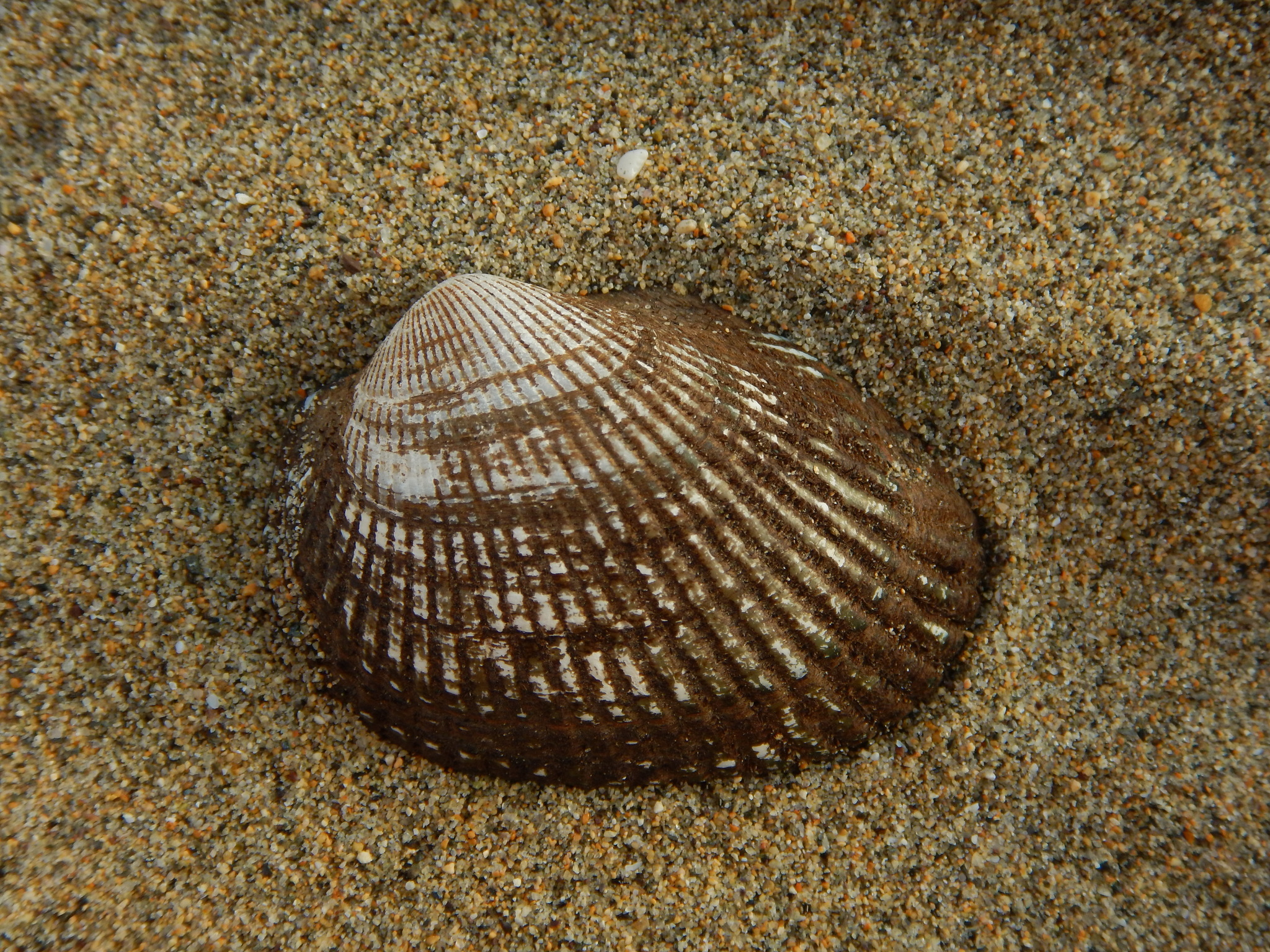 Anadara tuberculosa (G.B.Sowerby I, 1833)