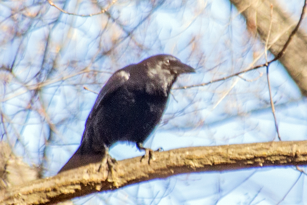 American Crow from Engleside, VA 22309, USA on December 6, 2023 at 09: ...