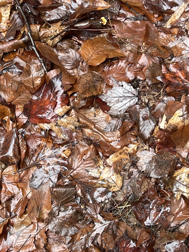 red maple from Paradise Park, Windsor, VT, US on December 30, 2023 at ...