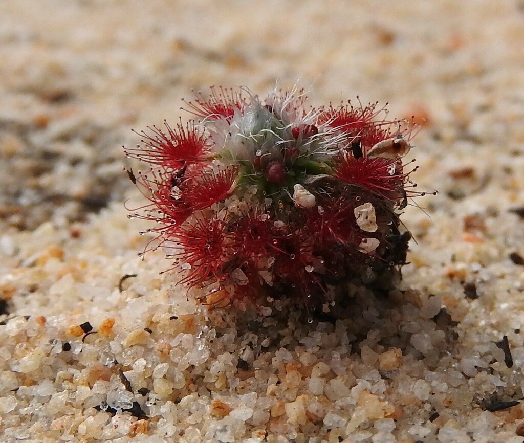 Drosera minutiflora from Flynn WA 6302, Australia on August 8, 2020 at ...