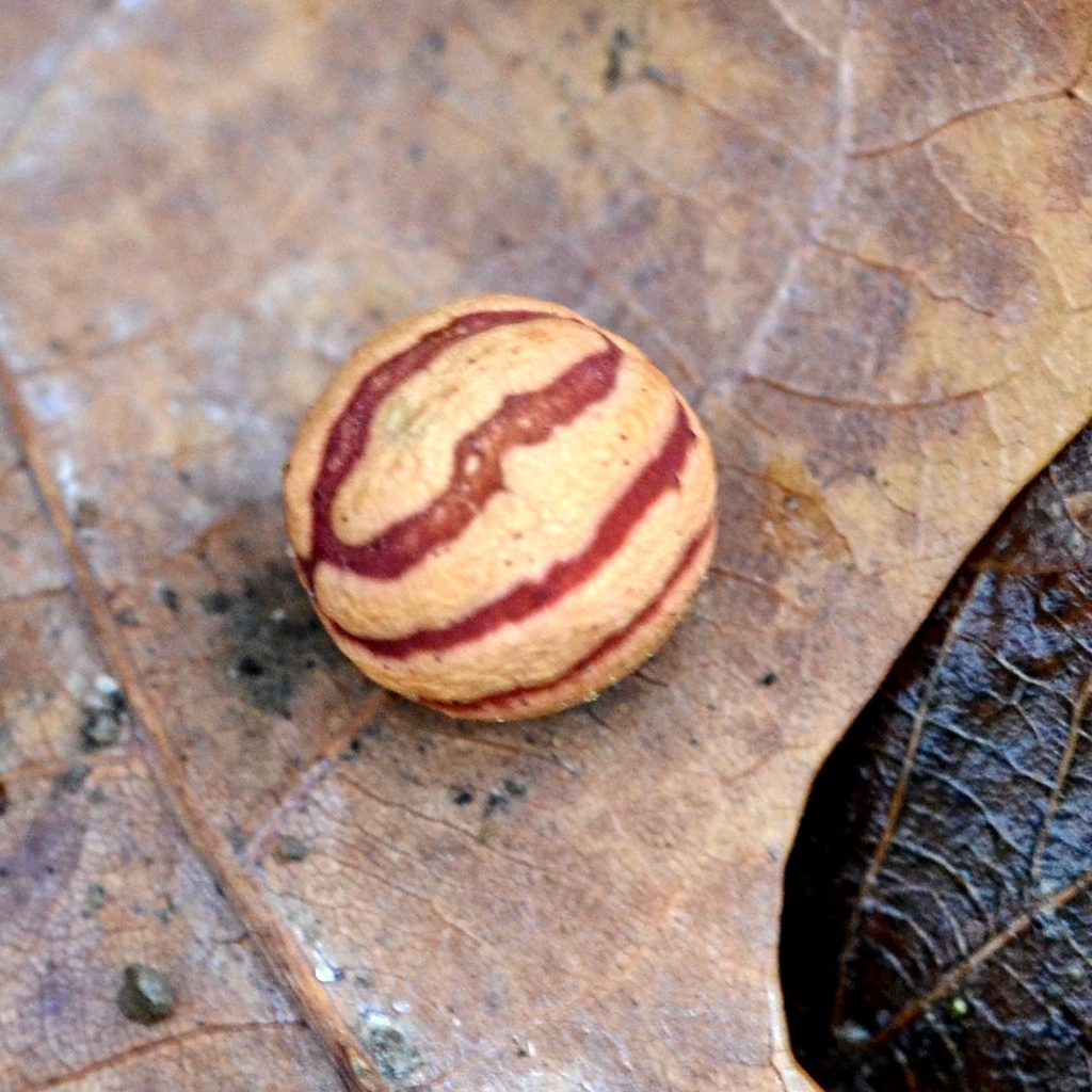 Striped Pea Gall Wasp from 293 06 Bradlec-Kosmonosy, Česko on December ...
