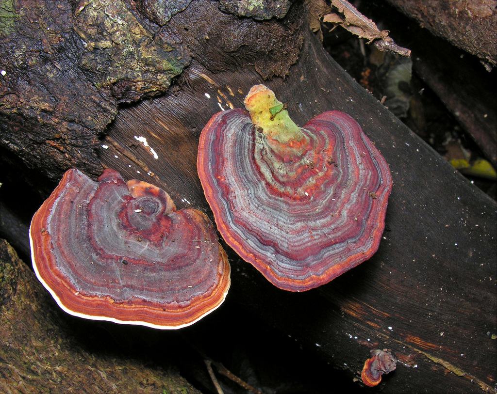 Microporus affinis (Fungi of Taman Tugu) · iNaturalist