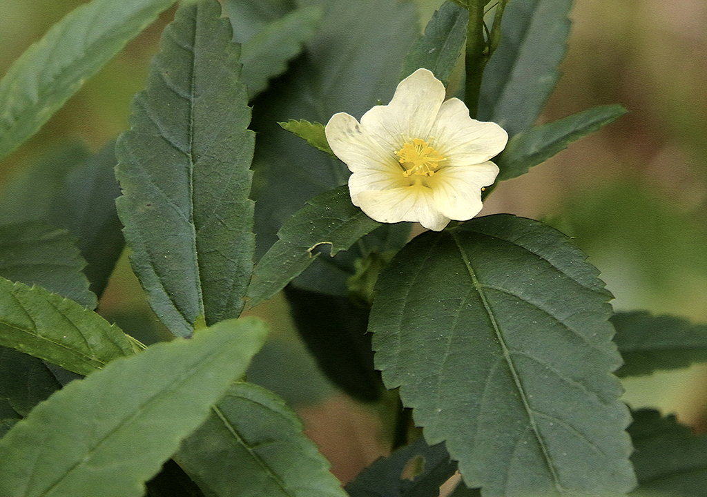 Common Fanpetals from Palatka, FL 32177, USA on December 24, 2023 at 03 ...