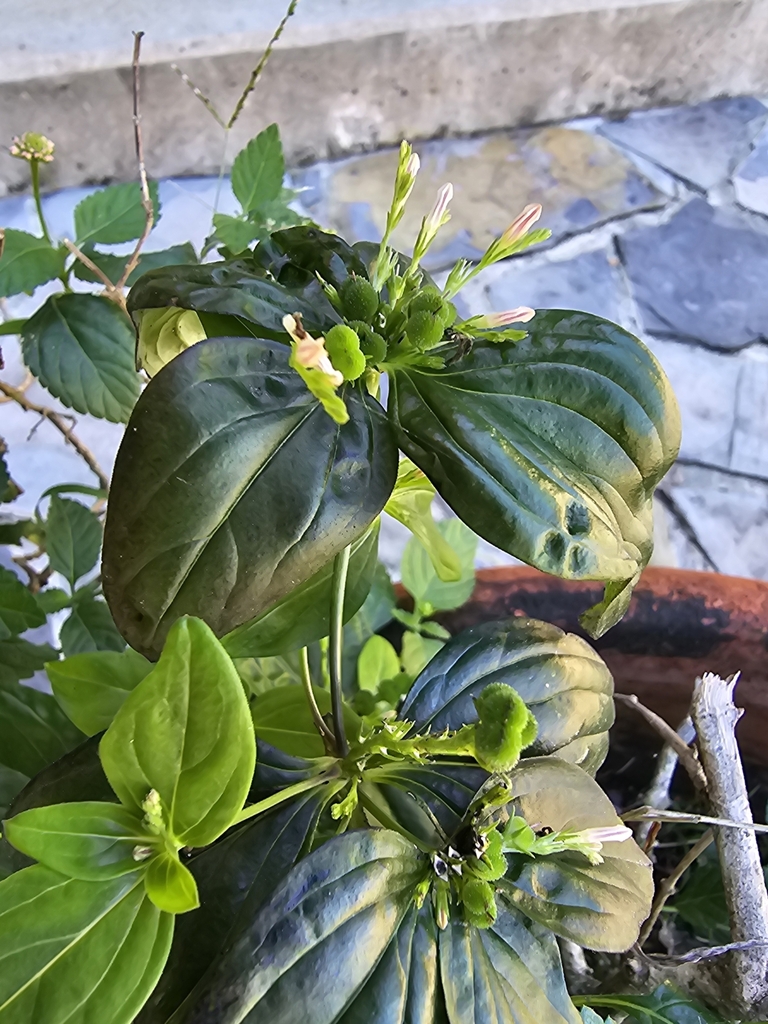 Pink Weed from Humacao, PR on December 30, 2023 at 12:16 PM by Myrna ...