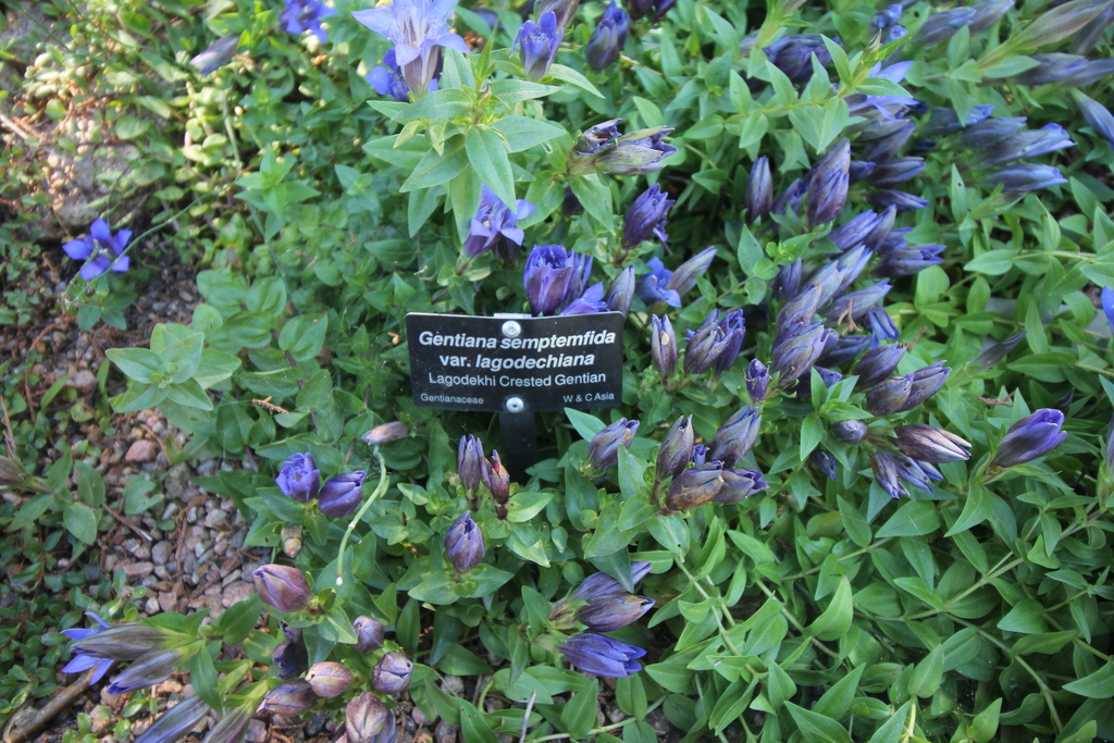 crested gentian from Cheesman Park, Denver, CO, USA on September 10 ...