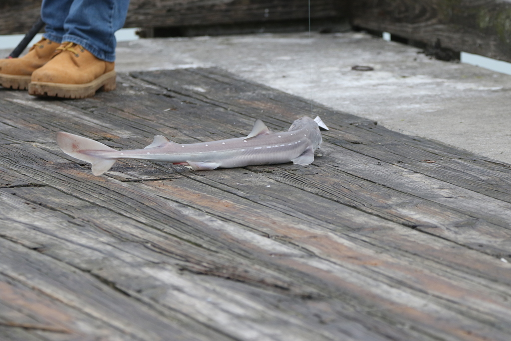 White-spotted Dogfish in December 2023 by Joshua Doby · iNaturalist