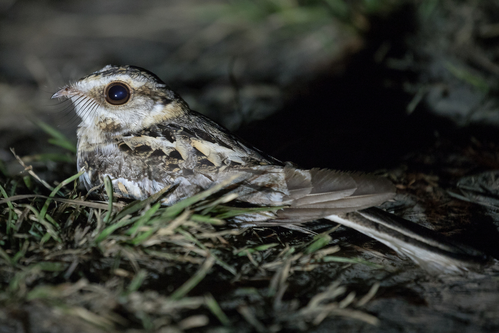 White-tailed Nightjar from Trinidad, Casanare, Colombia on April 7 ...