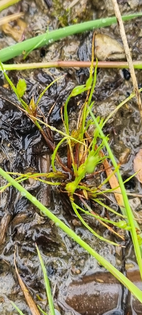 Toad rush from Aldercar and Langley Mill, UK on July 27, 2023 at 12:47 ...