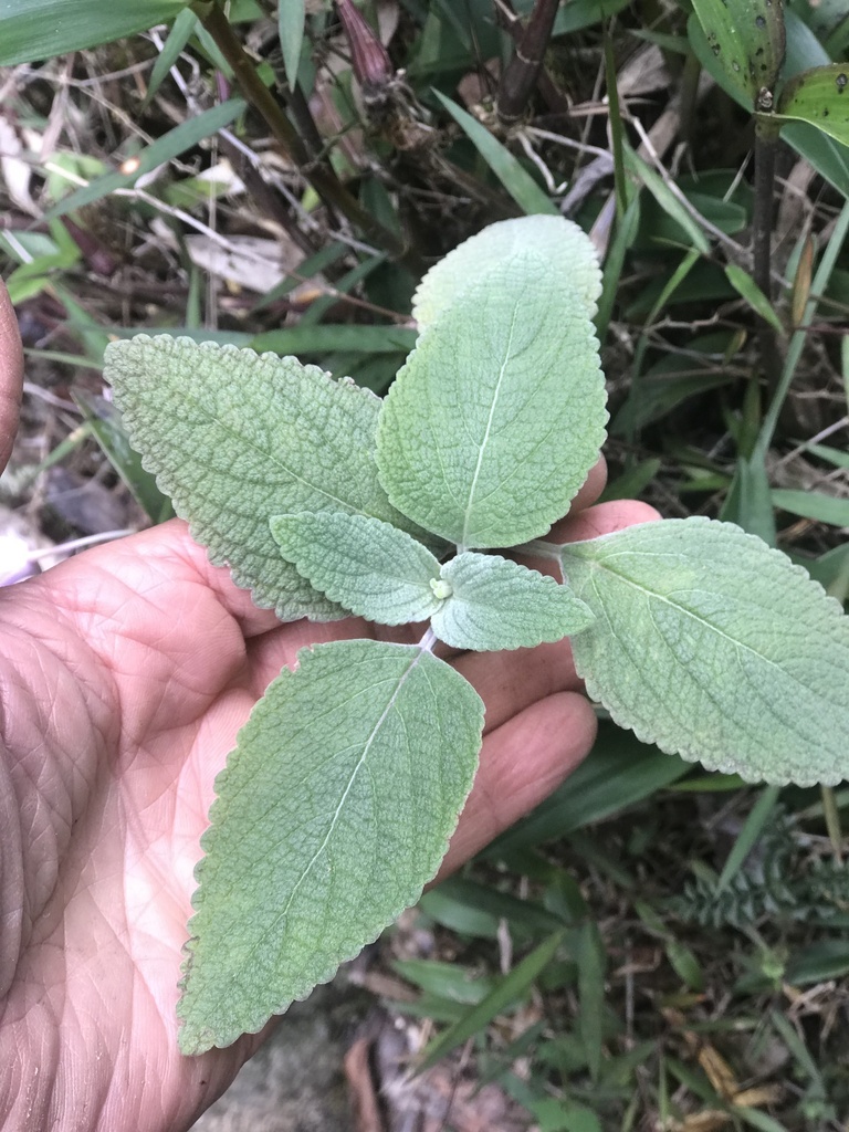 Silver spurflower from Springbrook National Park, Springbrook, QLD, AU ...