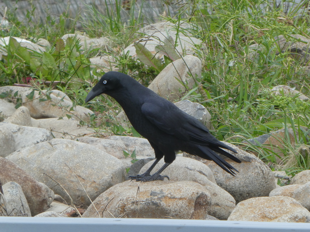 Forest Raven (Corvus tasmanicus) - Avian Discovery