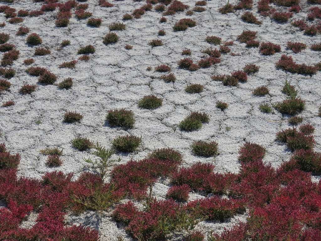red glasswort from Happyland No. 231, SK, Canada on September 10, 2020 ...
