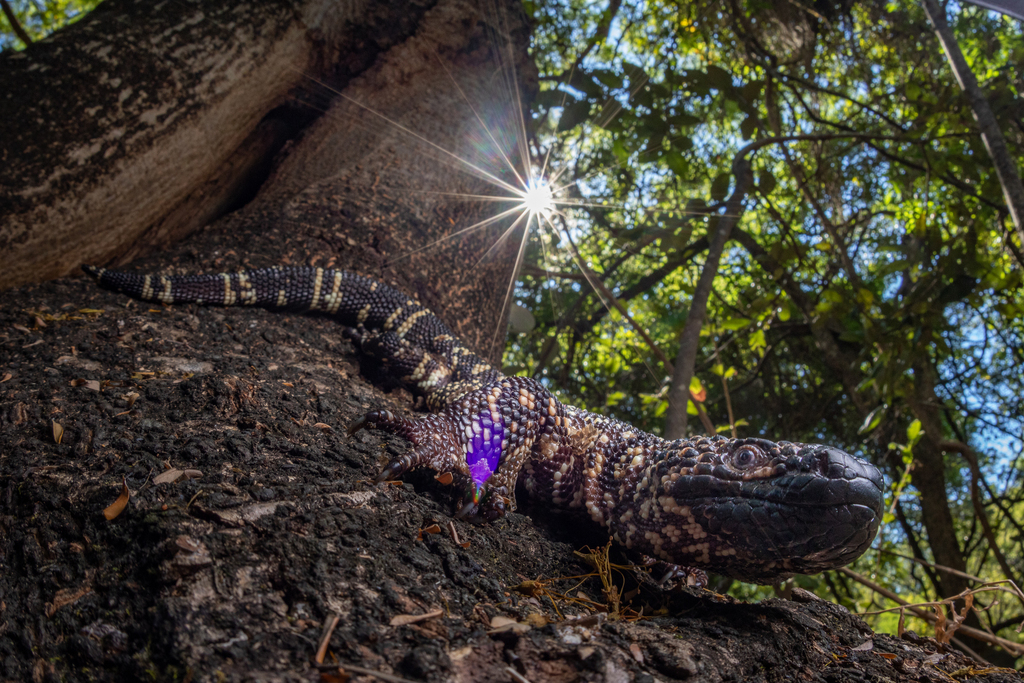 Beaded Lizard in December 2023 by betorquato · iNaturalist