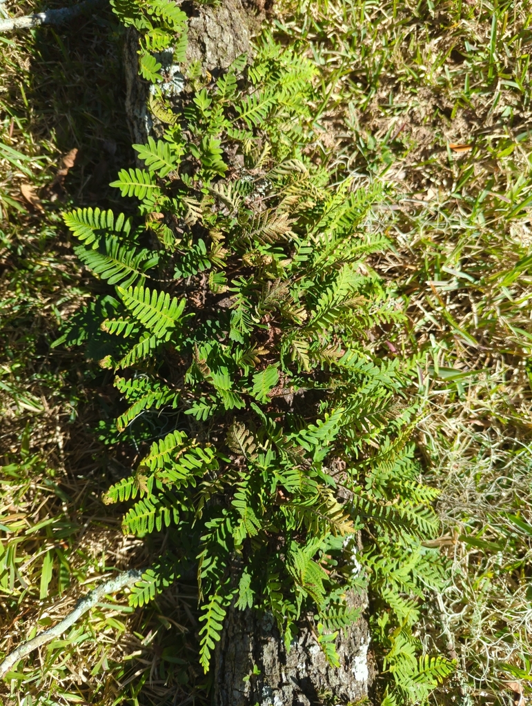 resurrection fern from St. Charles County, US-LA, US on December 30 ...