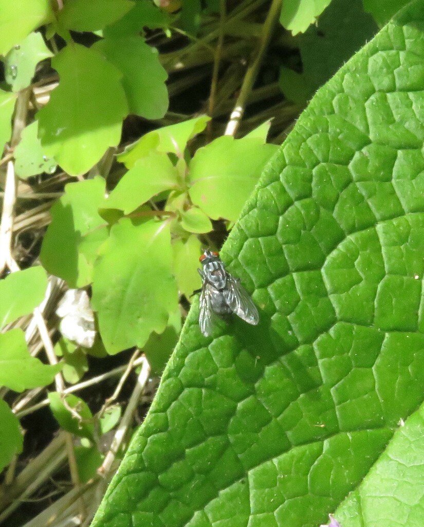 Bot Flies, Blow Flies, and Allies from 431 E Rd, Milton, VT 05468, USA ...