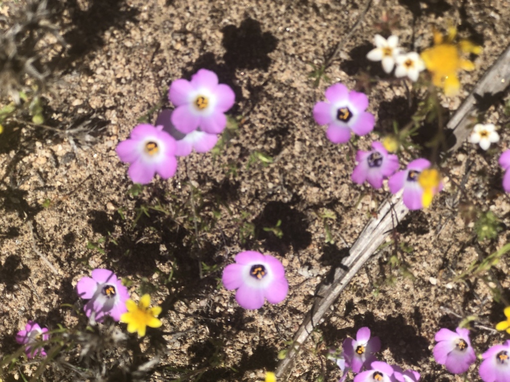fringed linanthus from Perris, CA, US on April 22, 2020 at 12:39 PM by ...
