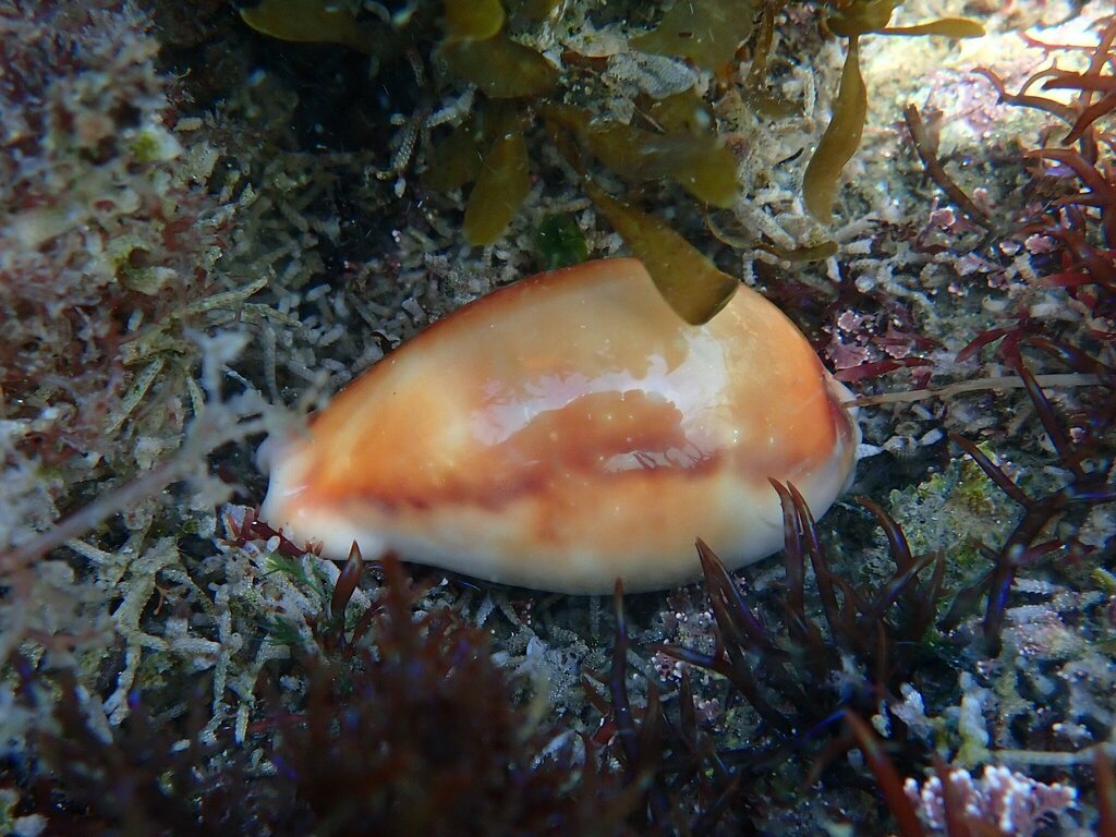 Chestnut Cowry from Mission Point Park, 2600 Bayside Ln, San Diego, CA ...