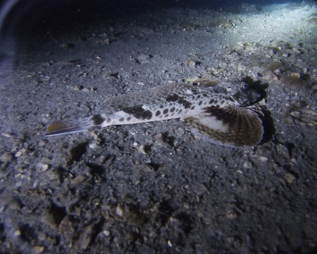 Leopard searobin from Lake Worth, Riviera Beach, FL, US on March 13 ...