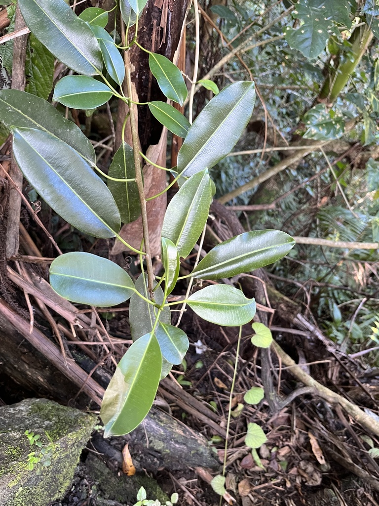 Sapium laurocerasus from El Yunque National Forest, Río Grande, Puerto ...