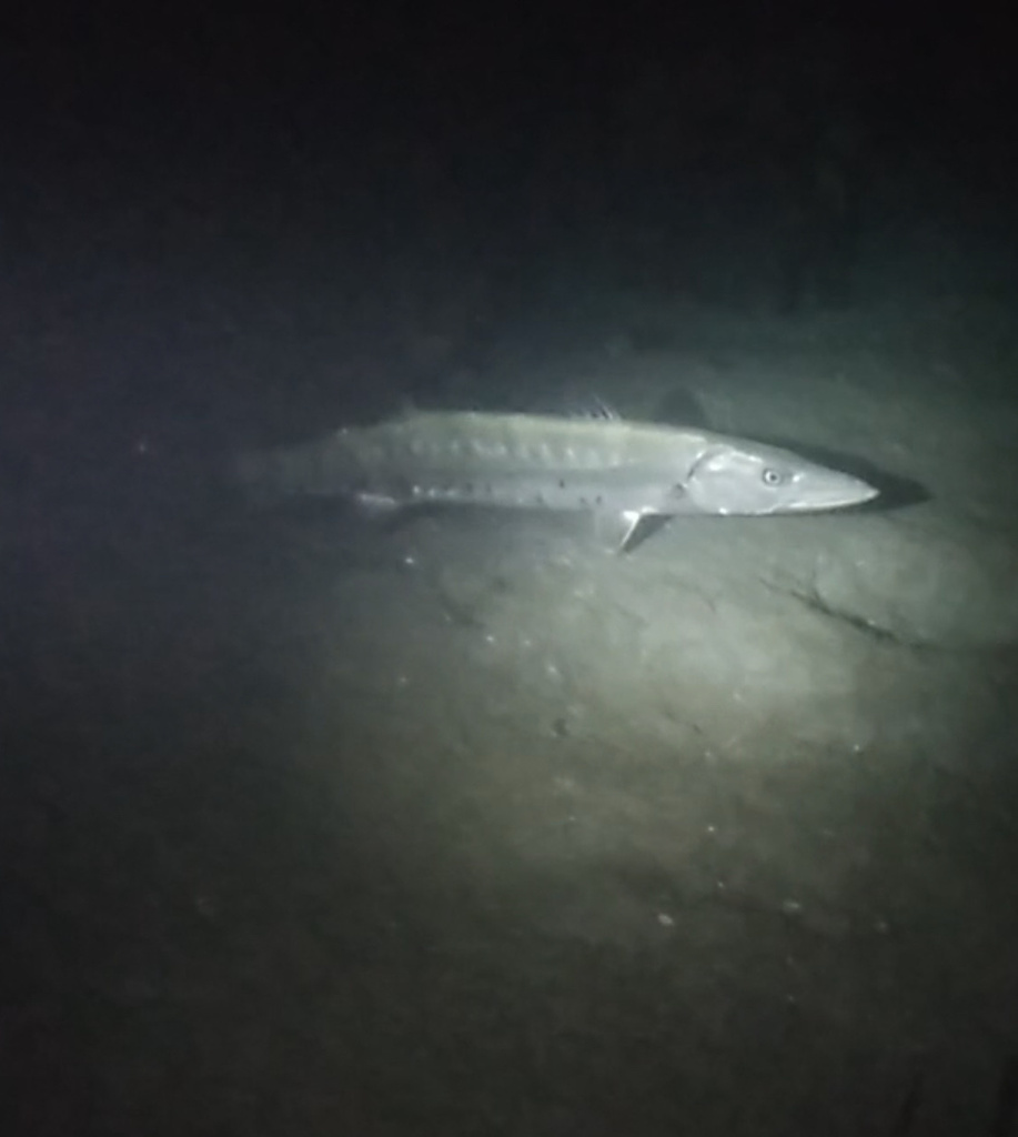Great Barracuda from Lake Worth, Riviera Beach, FL, US on March 13 ...