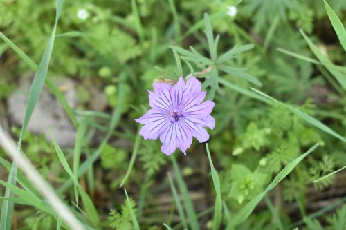 Geranium rectum · iNaturalist