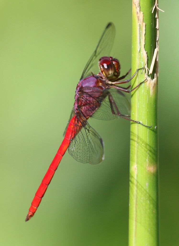 Red-tailed Skimmer from Darién Province, Panama on December 18, 2023 at ...