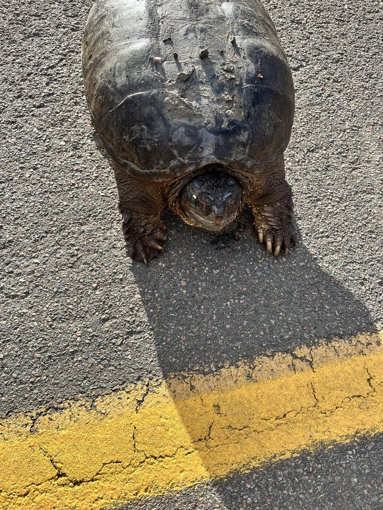 Common Snapping Turtle from Pisgah National Forest, Hot Springs, NC, US ...