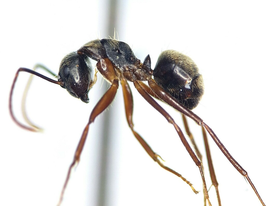 Camponotus femoratus from 8JG3+732 Estación Científica Yasuní PUCE ...