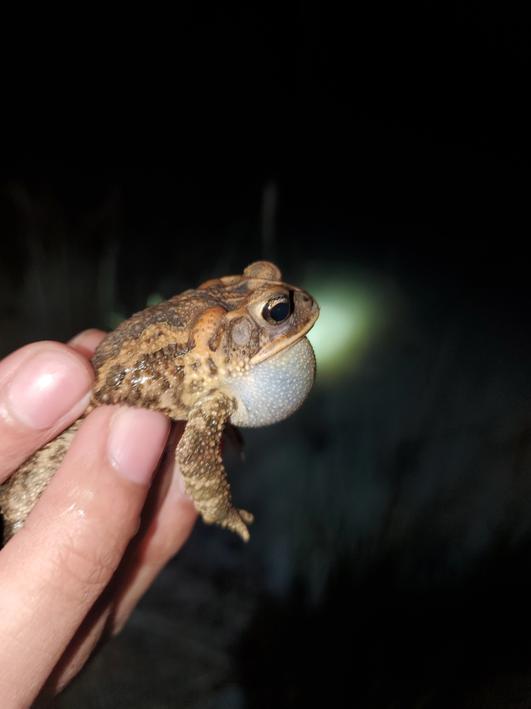 Porter's Toad from J5F2+RM6, Siguatepeque, Comayagua, Honduras on ...