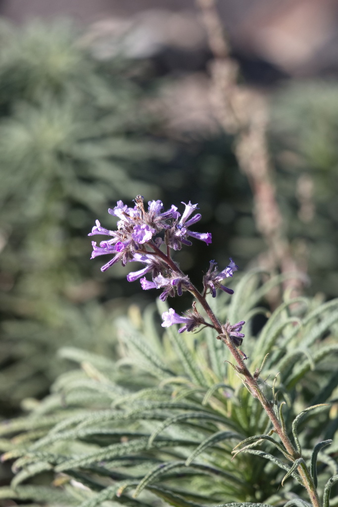 Poodle-dog bush from Angeles N.F., CA, USA on November 6, 2023 at 02:26 ...