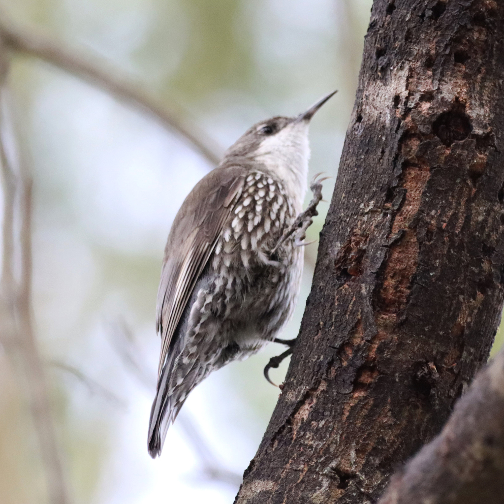 White-throated Treecreeper from Strathdownie VIC 3312, Australia on ...
