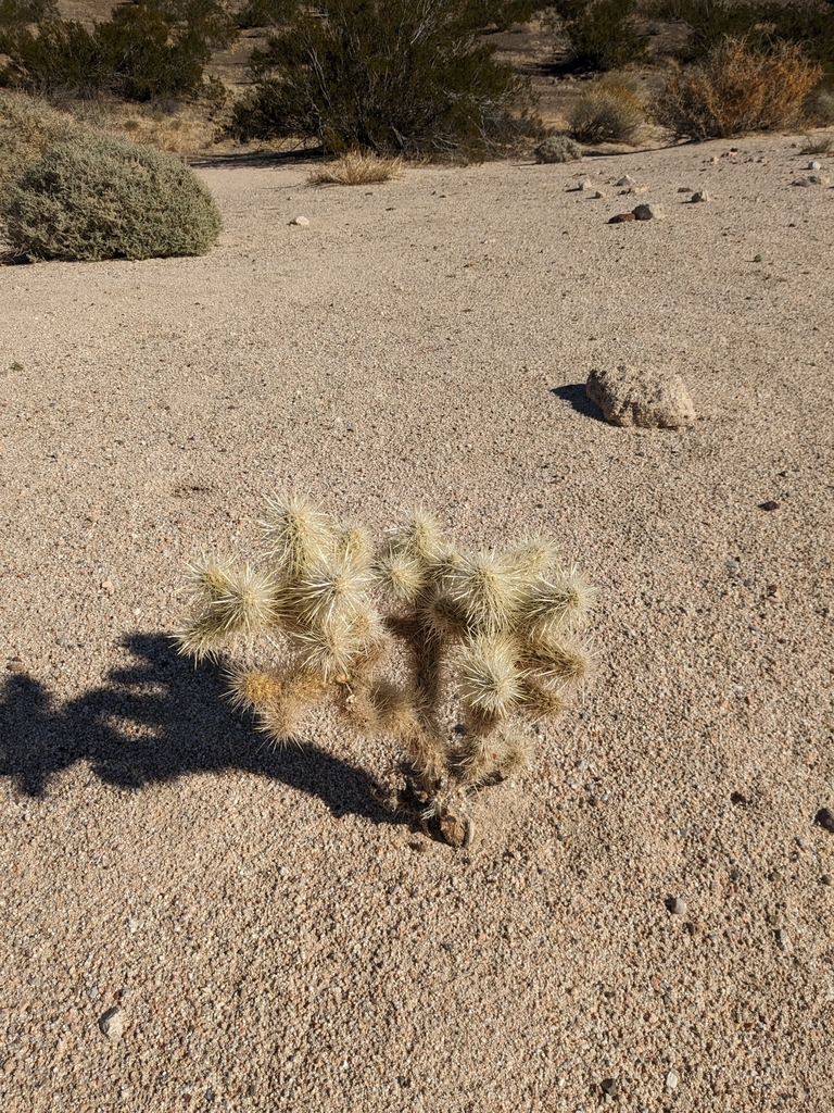 Silver Cholla from Kern County, CA, USA on December 28, 2023 at 01:16 ...