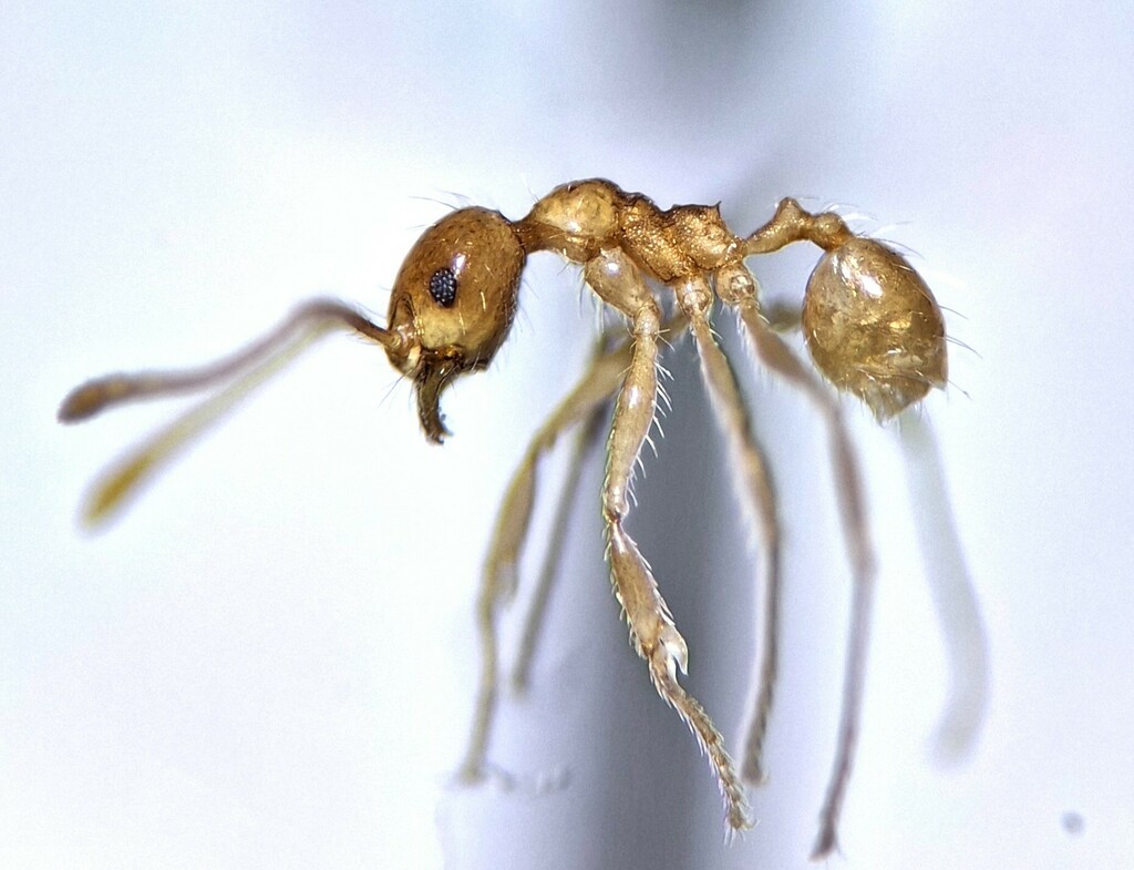 Big-headed Ants from 8JG3+732 Estación Científica Yasuní PUCE, Orellana ...