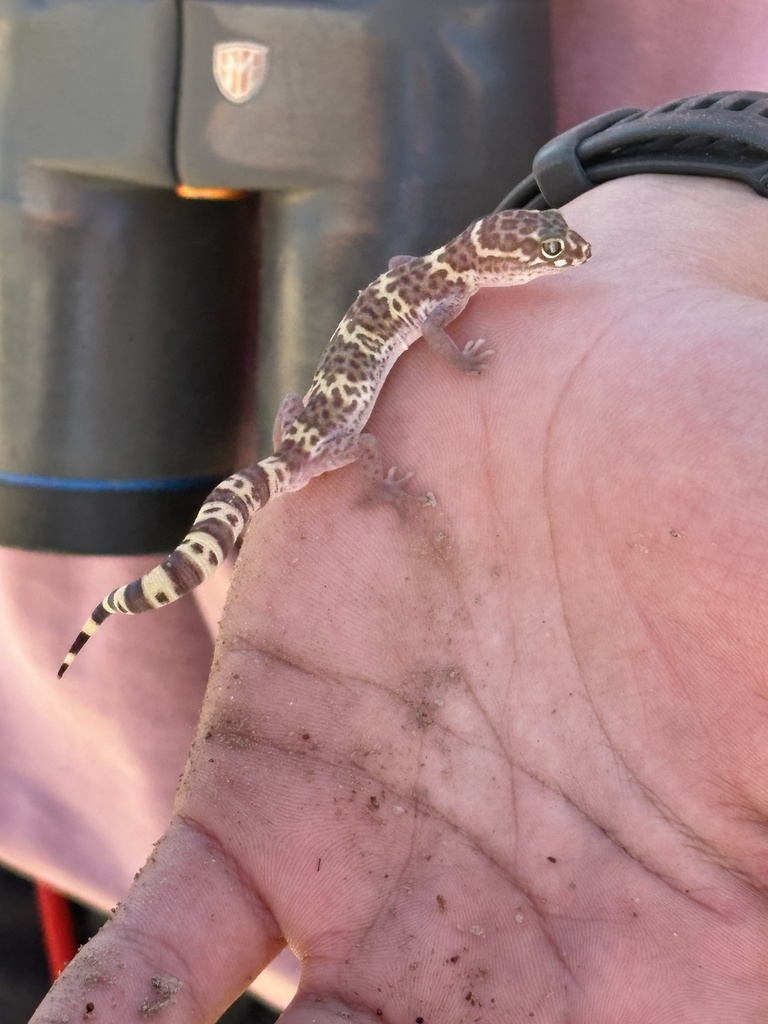 Texas Banded Gecko from Roma, TX, US on December 30, 2023 at 02:14 PM ...