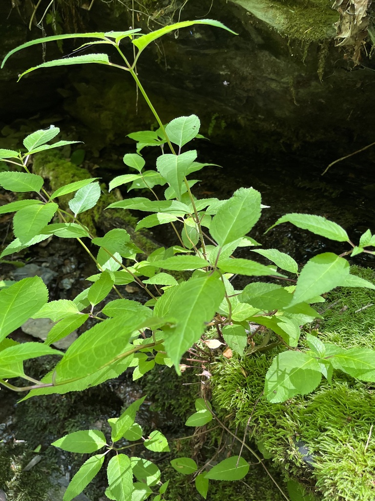 wild hydrangea from Avery County, US-NC, US on June 17, 2023 at 12:02 ...
